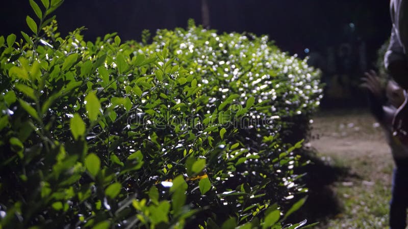 Green leaf shot stock image. Image of skyblue, nice, show - 89051279