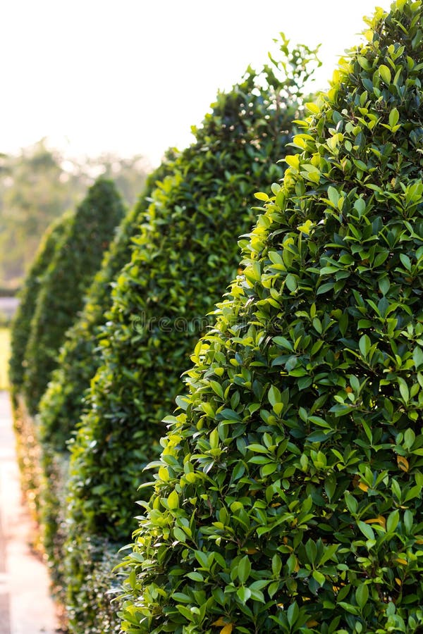 Green Leaf Shrubs Triangles. Stock Image - Image of growth, leaf: 91359989