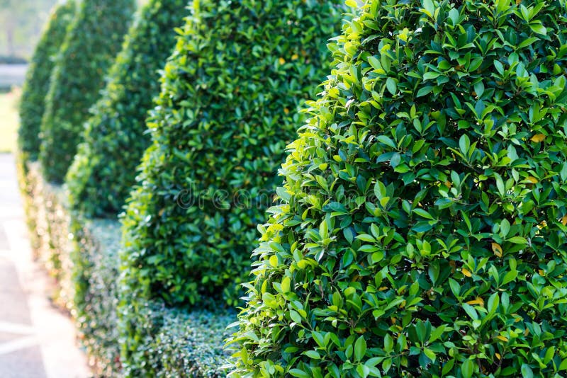 Green Leaf Shrubs Triangles. Stock Image - Image of background, fresh ...