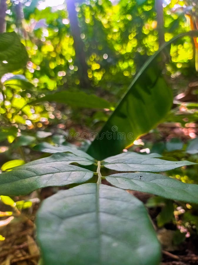 Green Leaf from Side Perspective Stock Image - Image of autumn, tree ...