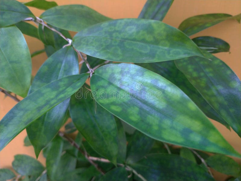 Green leaf in side yard stock image. Image of tree, evergreen - 206355705