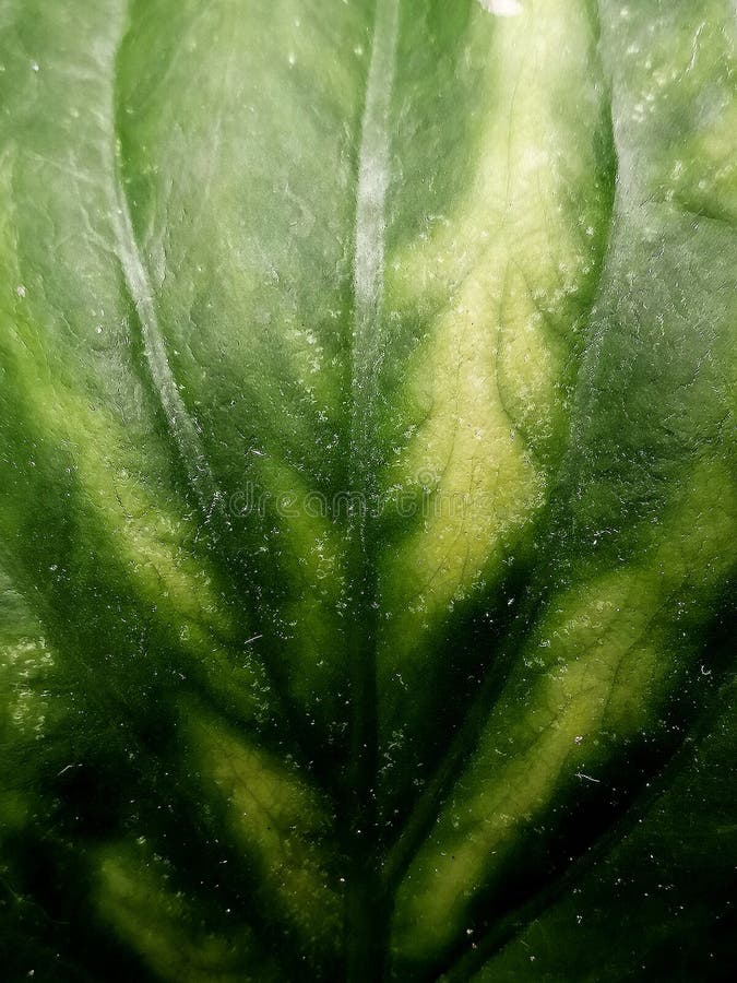 Green Leaf Simple Texture stock image. Image of leaf - 265404829