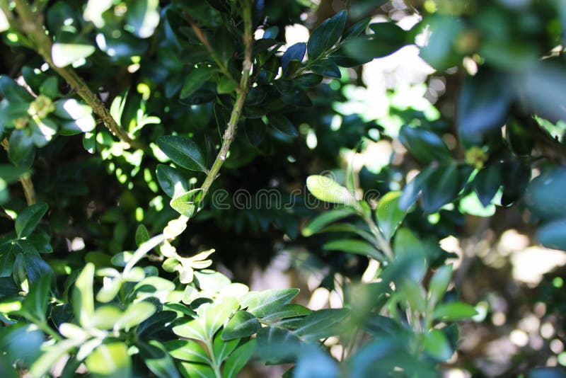 Green Leaf,sinthesis,bush,shurb,arbuscle,cool, Look, Stock Photo ...
