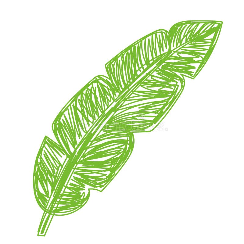 Green Leaf Sketch. Hand Drawn Vector Illustration Stock Vector ...