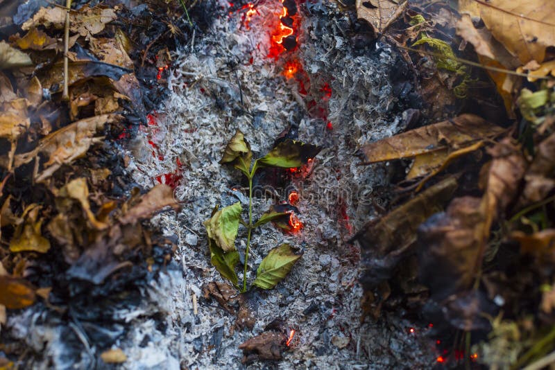 A Green Leaf Slowling Burning in a Pile of Brown Leaves and Hot Ashes ...