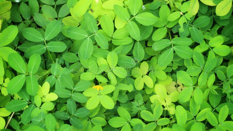 Green Leaf with Small Leaf Look Nature and Beauty Stock Photo - Image ...