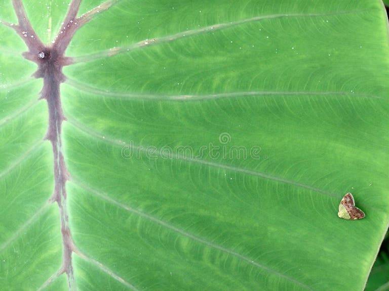 33,683 Green Leaf Moth Stock Photos - Free & Royalty-Free Stock Photos ...