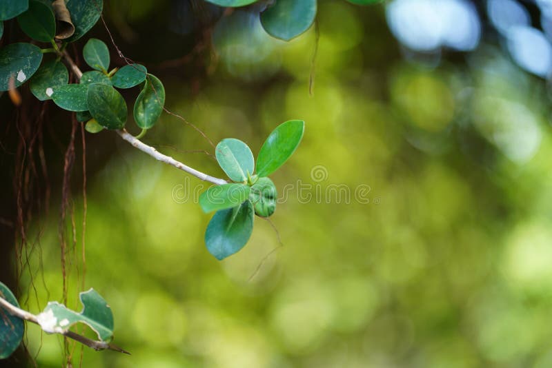 Green Leaf with Green Smooth Bokeh Tree Branch Stock Image - Image of ...
