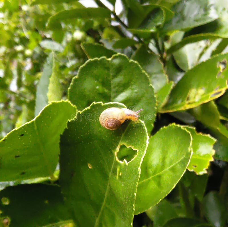 Green Leaf Snail stock photo. Image of food, evergreen - 241387248