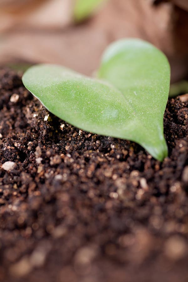 A green leaf in the soil stock image. Image of vitality - 230633445