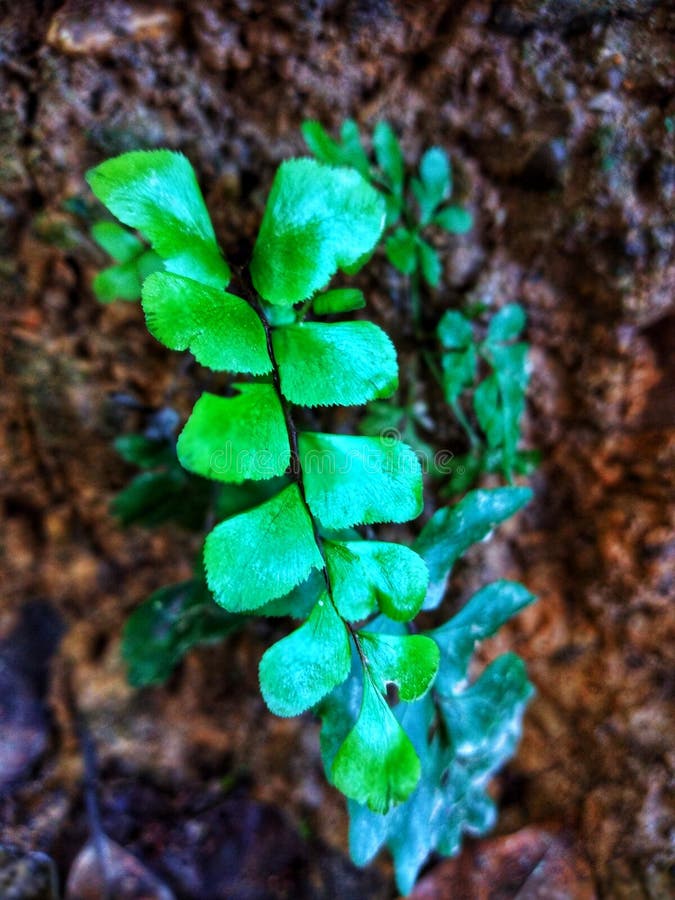 Green leaf on soil stock image. Image of flower, tree - 265447531
