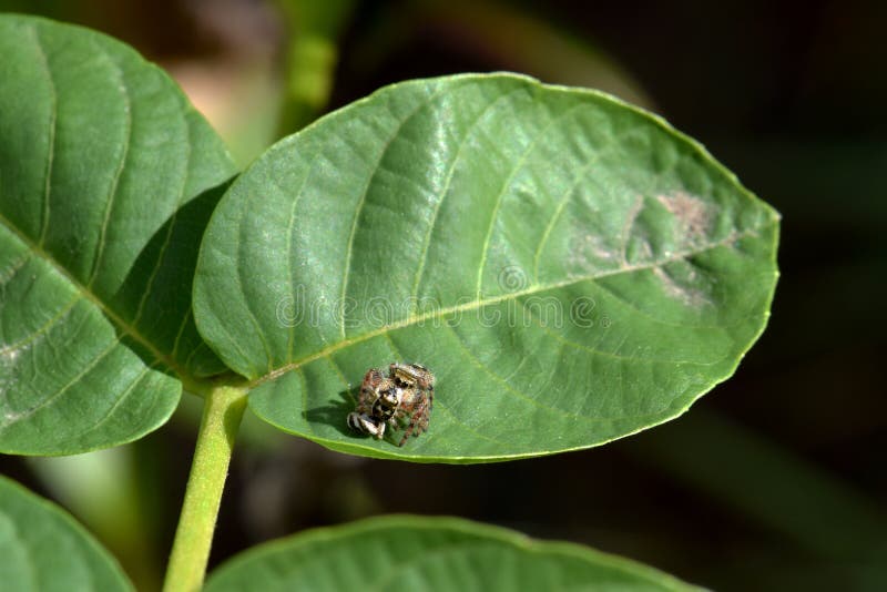 Green Leaf Spider 02 stock photo. Image of arachnid - 264281408