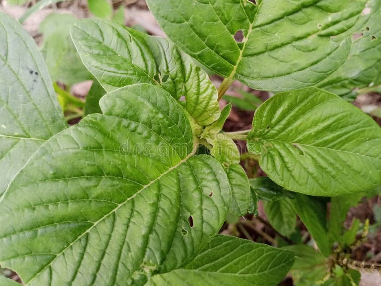 Green Leaf Spinach Tree in the Garden Stock Image - Image of tree ...