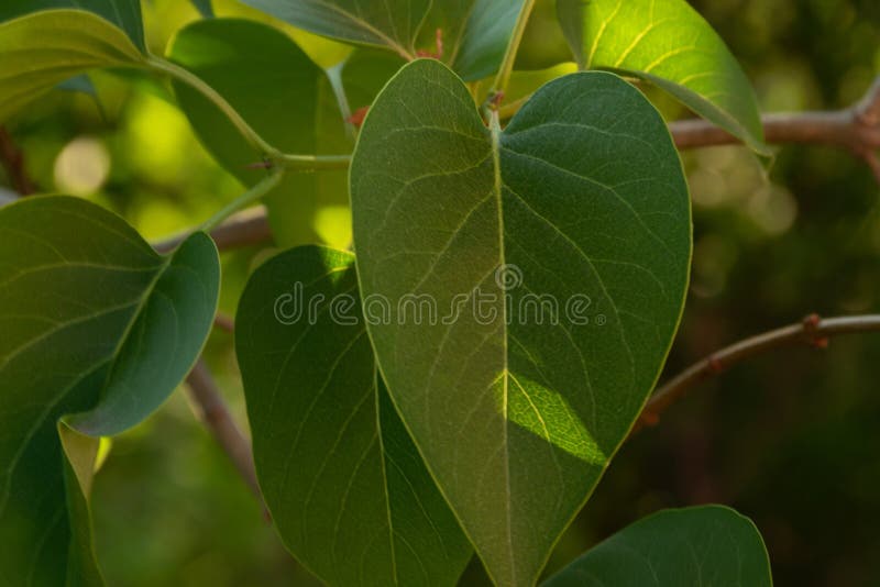 Green leaf in spring stock image. Image of growing, tree - 248855309
