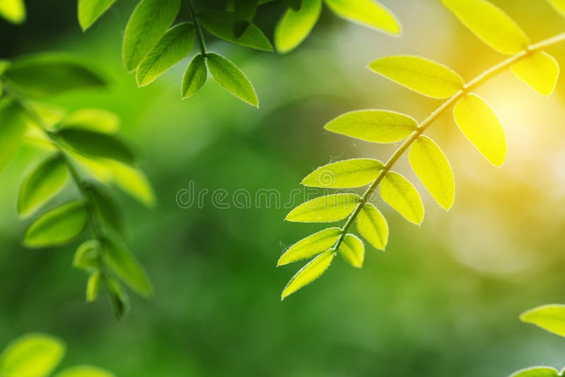 Green leaf in spring stock image. Image of burgeon, bush - 47341063