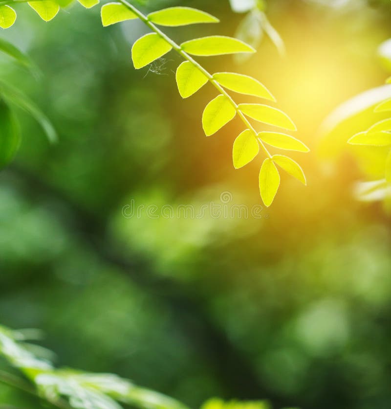 Green leaf in the spring stock image. Image of plant - 47343017