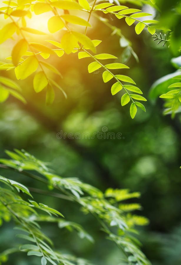 Green leaf in the spring stock image. Image of color - 47343033