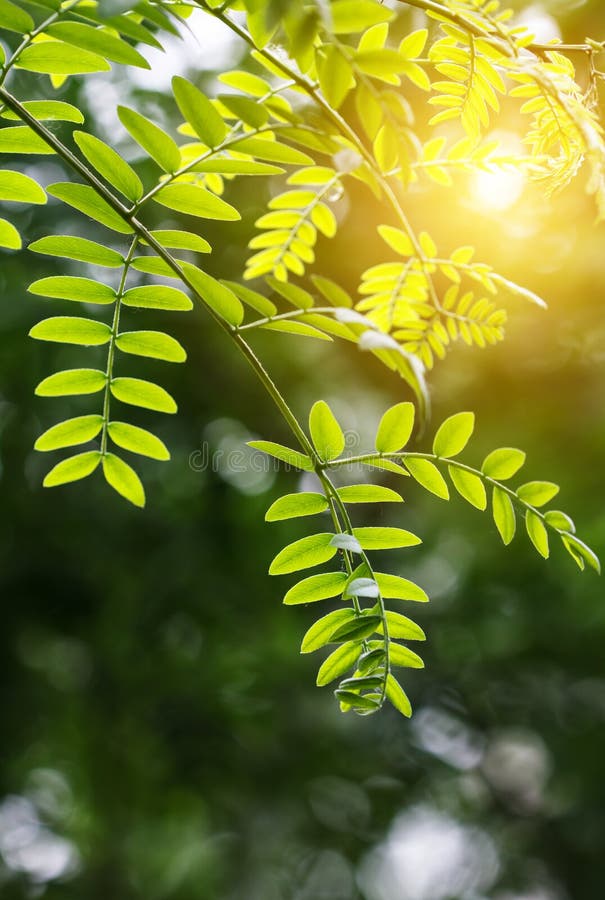 Green leaf in the spring stock image. Image of photosynthesis - 47343039