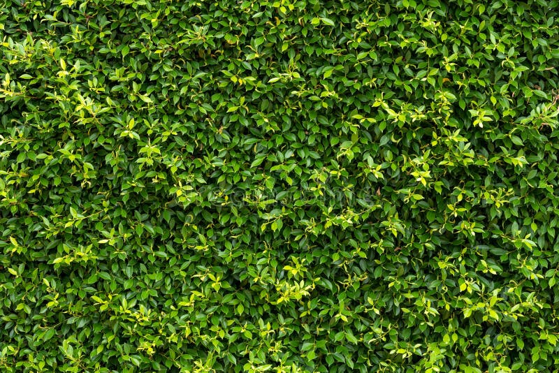 Green Leaf Square Frame. Green Leaves Background or the Natural Walls ...