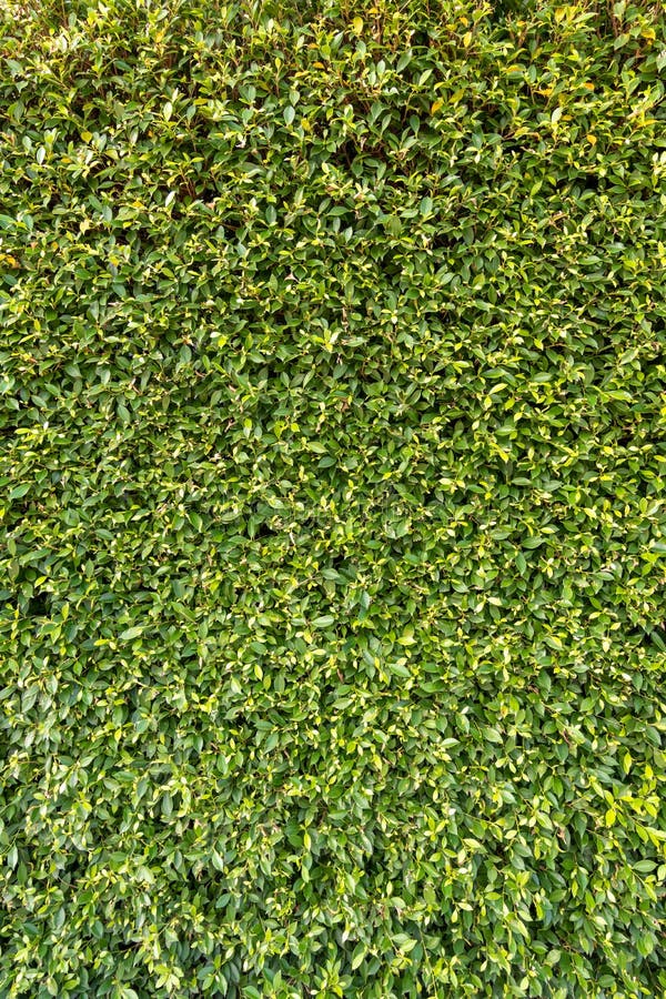 Green Leaf Square Frame. Green Leaves Background or the Natural Walls ...