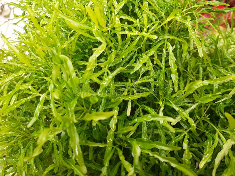 Green Leaf Square Frame. Green Leaves Background or the Natural Walls ...