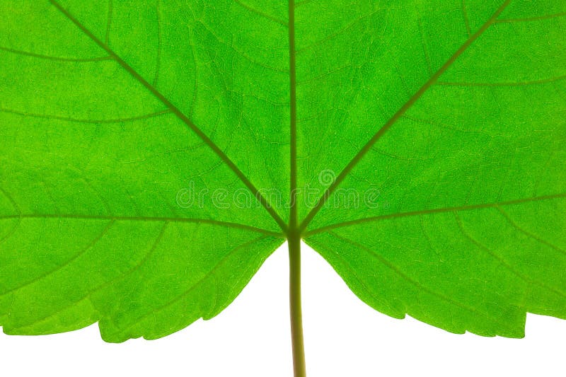 Green leaf stem stock photo. Image of leaf, green, nature - 2371310