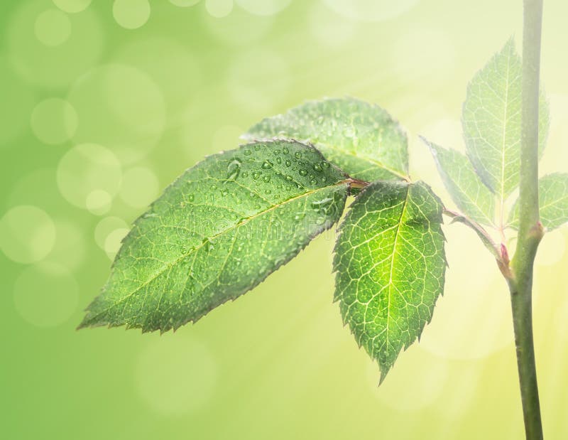 Green Leaf On Stem On Background Of Foliage And Bokeh Stock Image ...