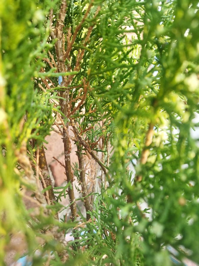 Green leaf with stem stock photo. Image of wildlife - 270074706