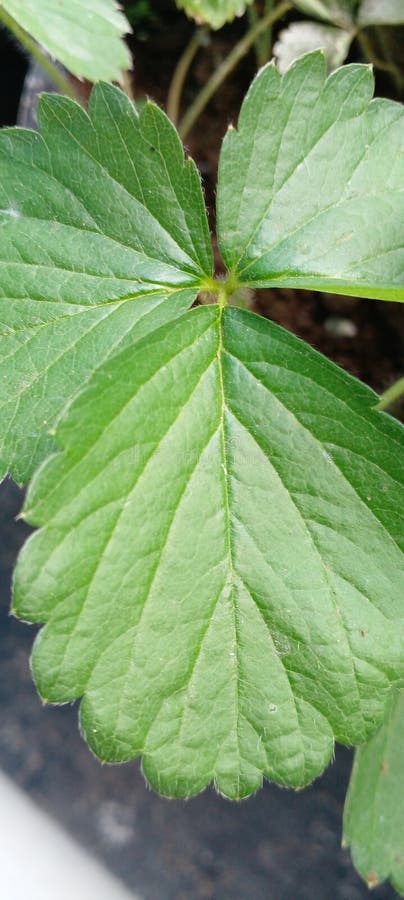 Green Leaf Strawberry Plant Stock Photo - Image of leaf, strawberry ...