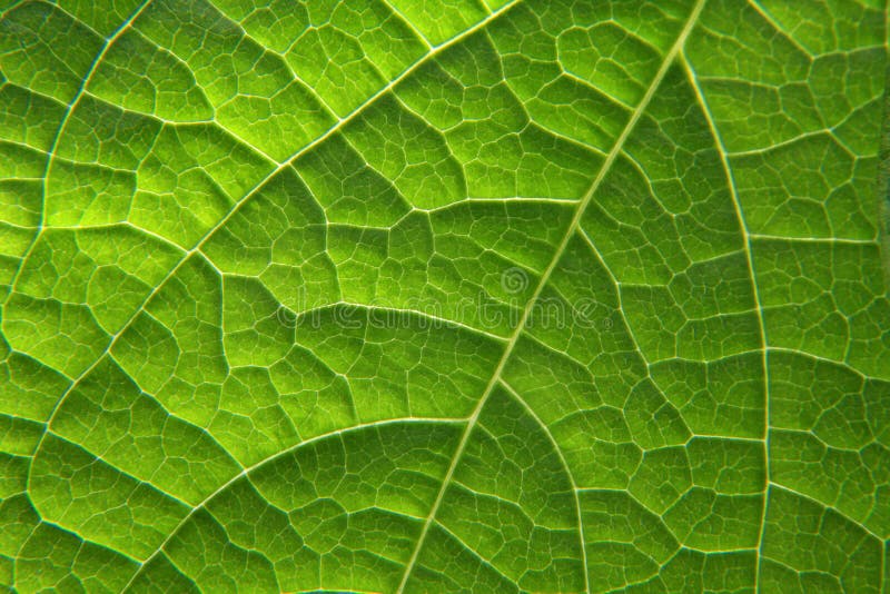 Green Leaf Structure of the Broad Bean Plant Stock Photo - Image of ...
