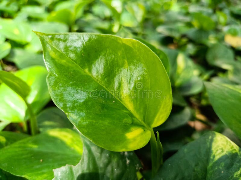 Green Leaf Structure with a Few Dirty Dust Stock Photo - Image of ...
