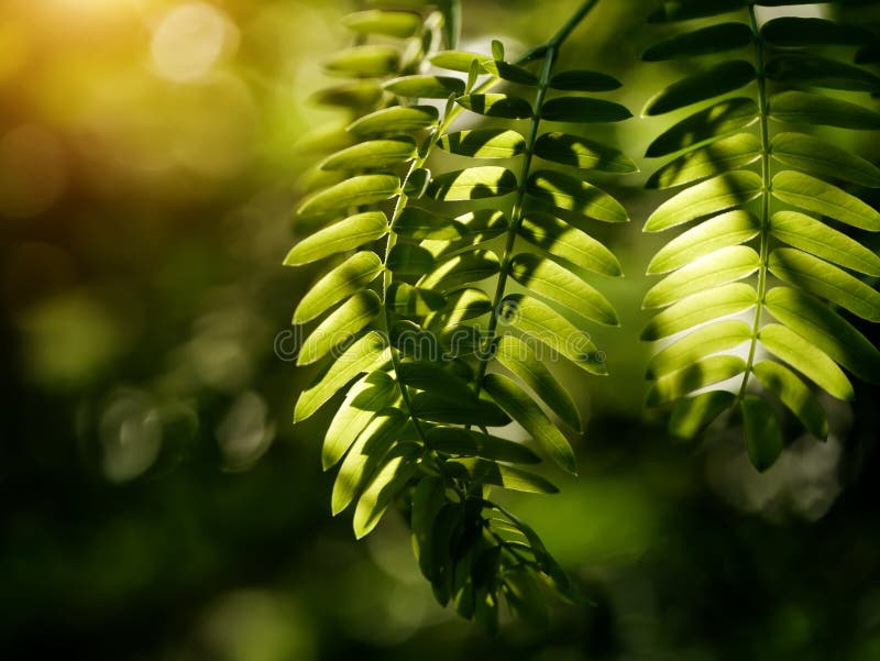 Green leaf with sunlight stock image. Image of natural - 282732459