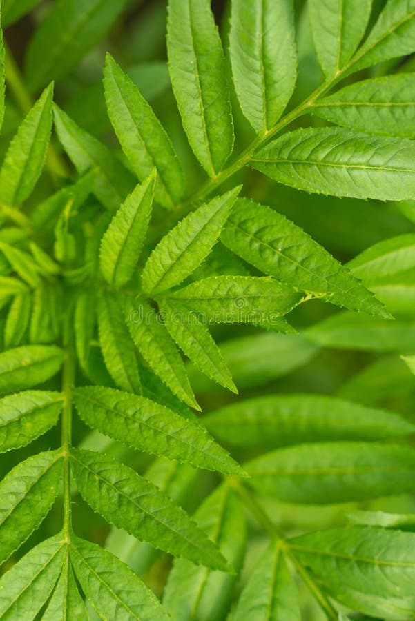 Green leaf with sunlight. stock photo. Image of plant - 114034018