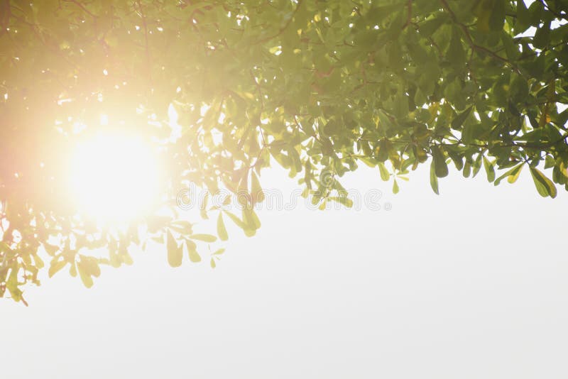 Green Leaf and Sunlight Background for Design Stock Image - Image of ...