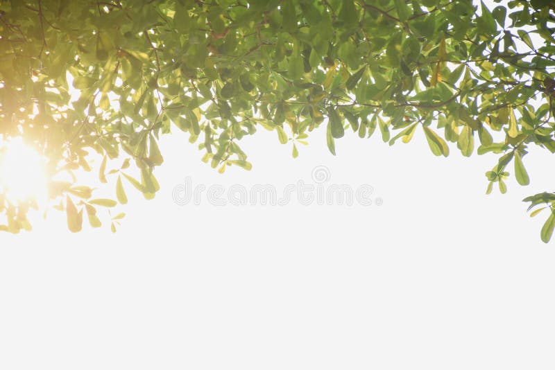 Green Leaf and Sunlight Background for Design Stock Image - Image of ...