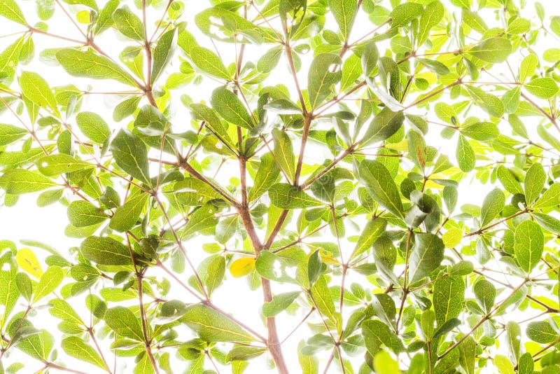 Green Leaf on Sunlight Isolated Background. Stock Image - Image of ...
