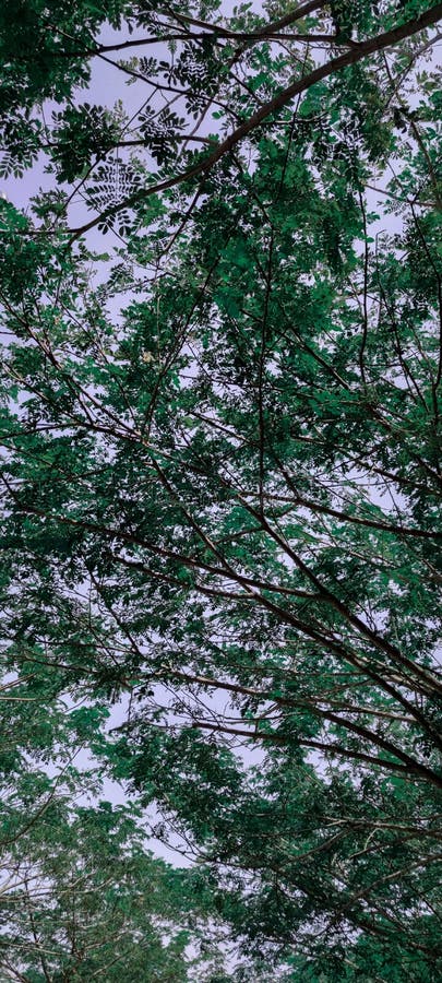 Green Leaf on Sunset with Clear Bluesky Stock Photo - Image of sunset ...