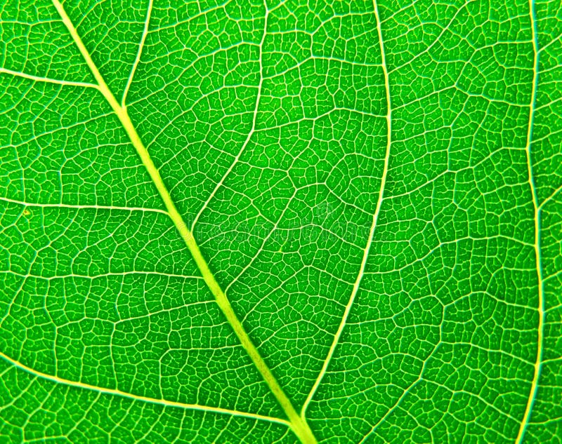 Leaf surface stock photo. Image of surface, foliage, chlorophyll - 25983472
