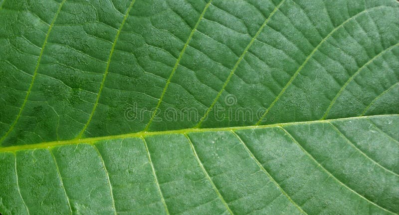 Green Leaf Surface, Full Screen Image, Top View Stock Image - Image of ...