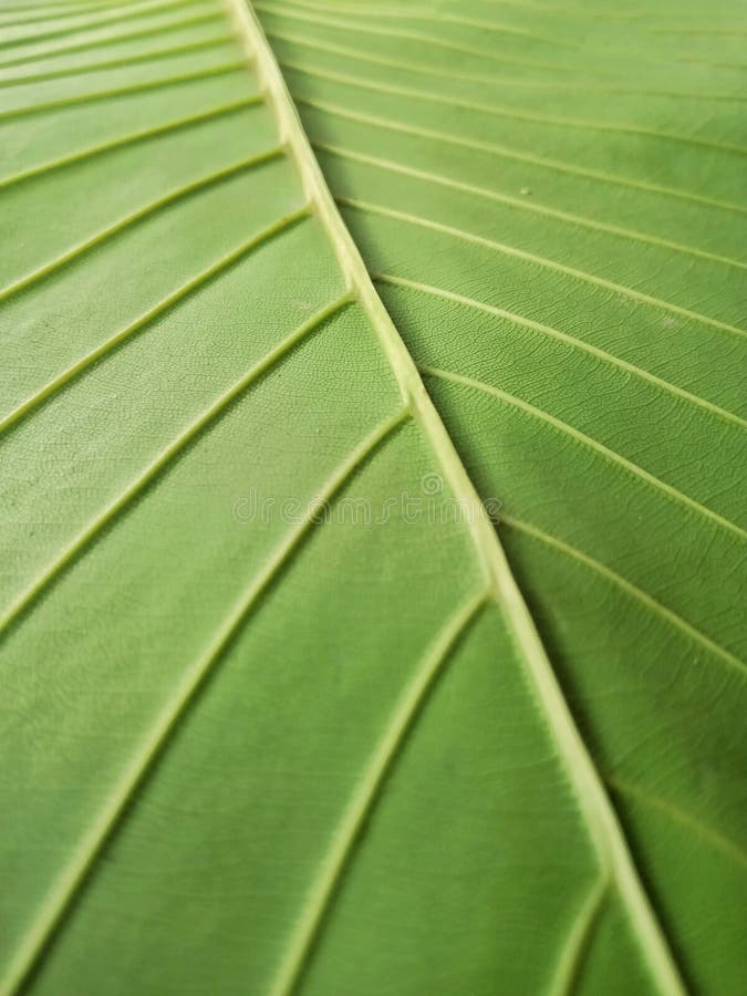 Green leaf surface view. stock photo. Image of forest - 338181544