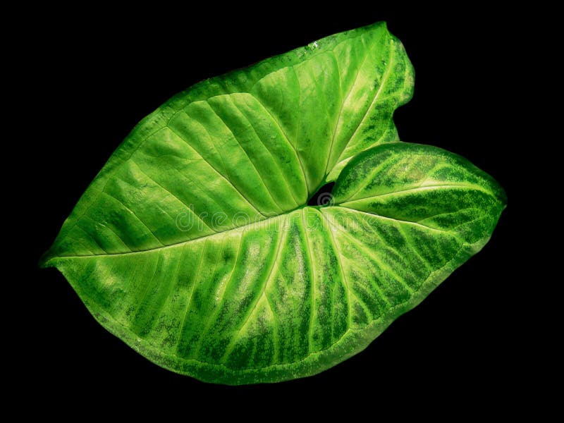 Green Leaf Syngonium Isolated Picture. Image: 5412145
