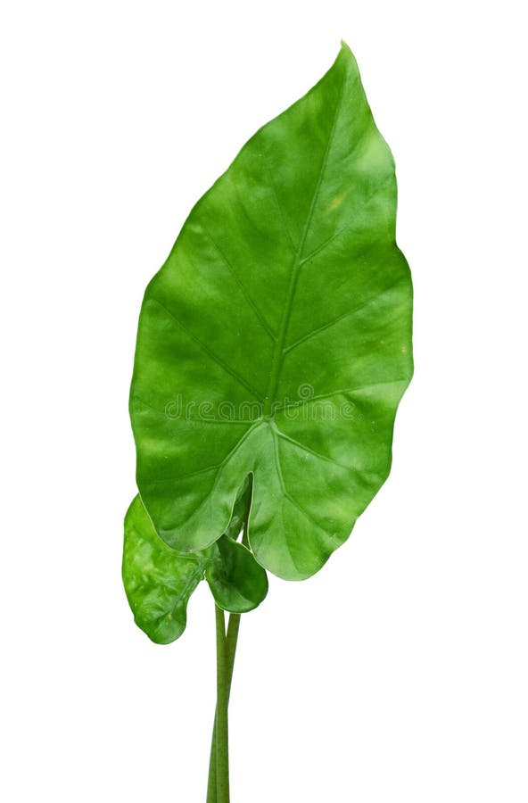 Syngonium leaf, isolated stock image. Image of tropical - 273734167