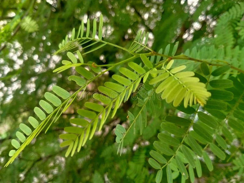Green Leaf Tamarin after Sun Stock Image - Image of leaf, tamarin ...