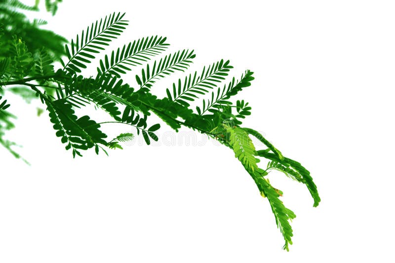 The Shape of the Tamarind Tree when it is Small Stock Photo - Image of ...