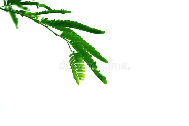 The Shape of the Tamarind Tree when it is Small Stock Photo - Image of ...