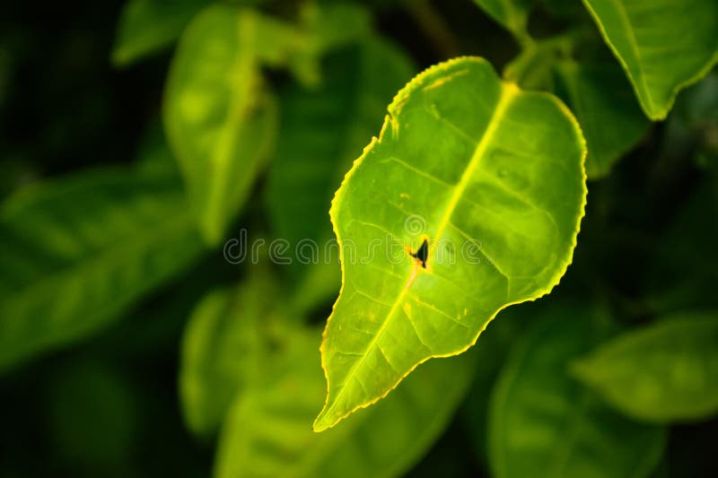Green Leaf with Tear Art in the Middle Stock Photo - Image of leaf ...