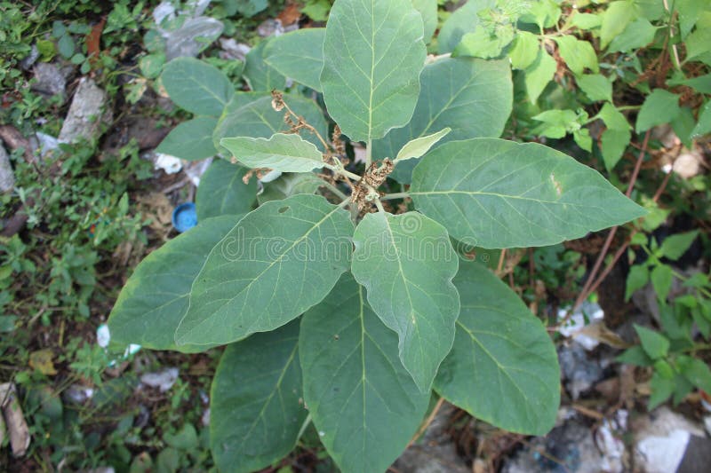 Green Leaf of the Terminalia Cattapa Species Plant Stock Image - Image ...