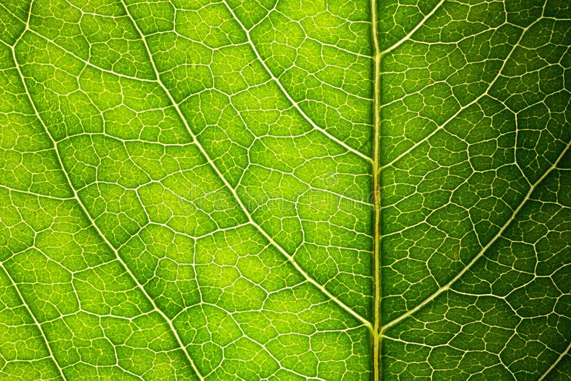 Green Leaf Seamless Texture Stock Photo - Image of macro, green: 35841066