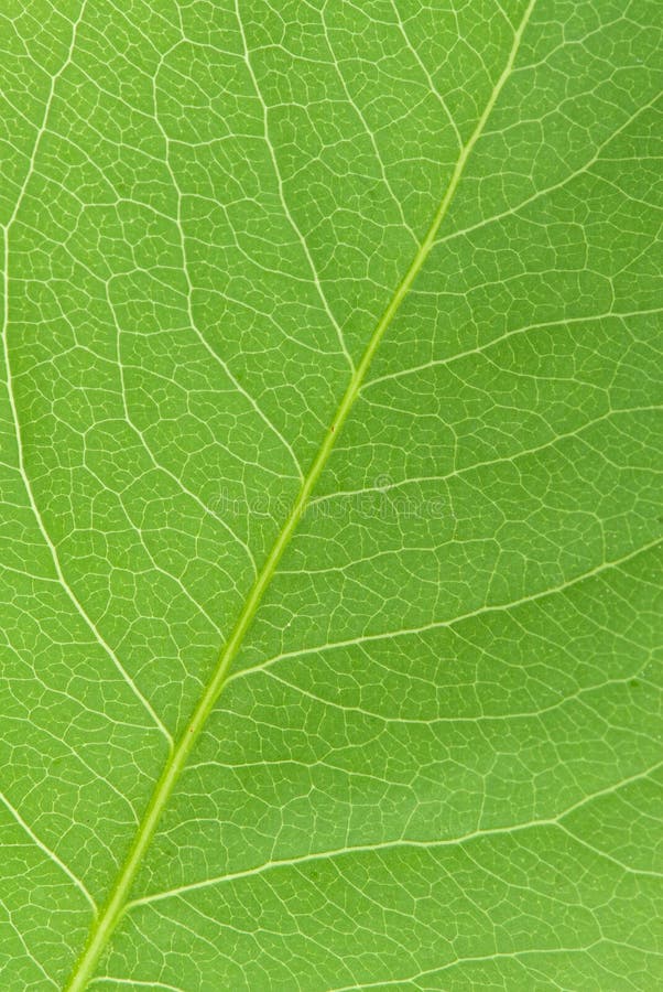 Green leaf texture stock image. Image of chlorophyll, leaf - 7535383