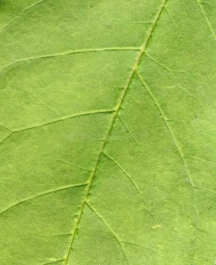 Green Leaf Texture stock image. Image of macro, botany - 3410733